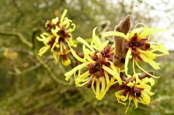 Quinfica: HAMAMELIS EXTRACTO BLANDO